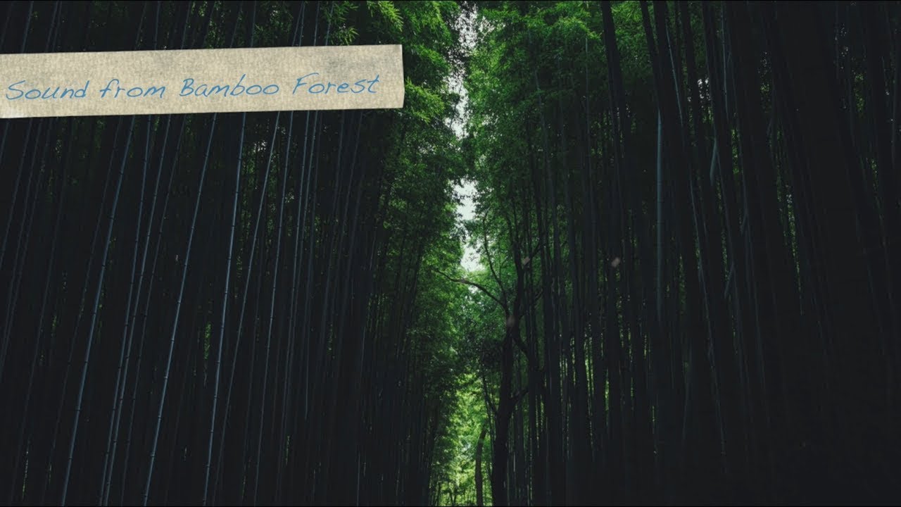 Sound from Bamboo Forest / 대나무숲 소리 - YouTube