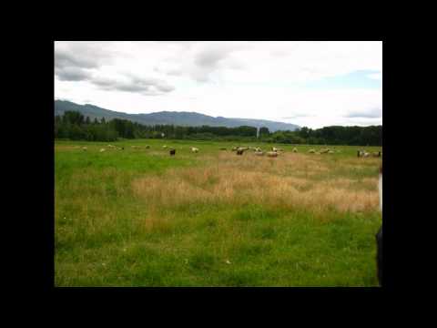Sheep Timelapse