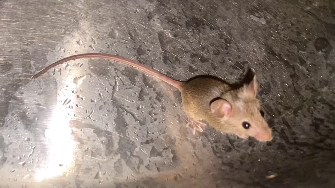 So cute Mouse begging /Stuck in the sink - YouTube