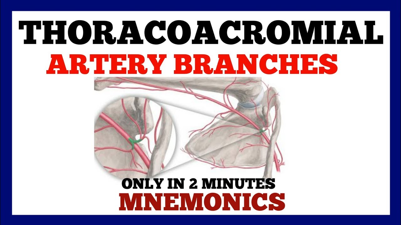 Thoracoacromial Artery Branches Mnemonics | Anatomy - YouTube