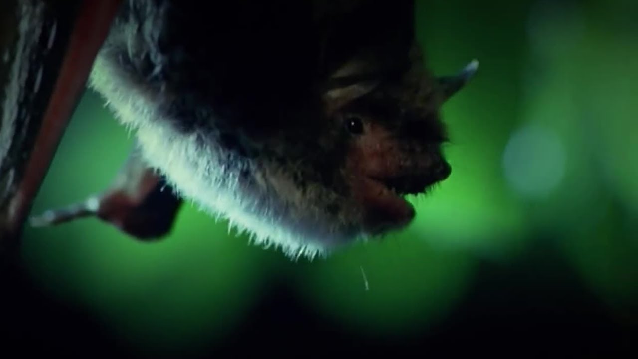 Bats are Master Hunters | Deadliest Showdowns | BBC Earth - YouTube