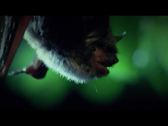 Viper Bat Animal