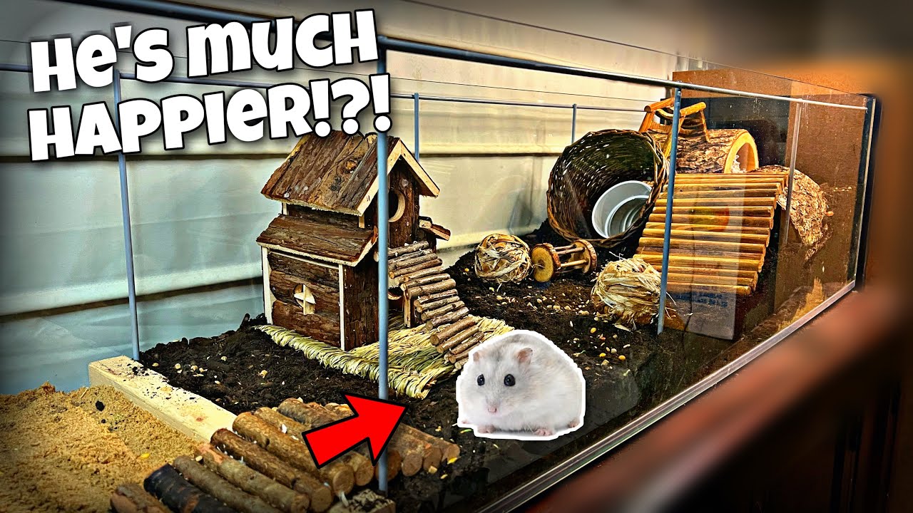 Naturalistic Hamster Enclosure! Robo Hamster - YouTube