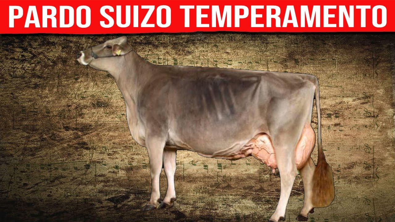 🔴 PARDO SUIZO Temperamento Vacas Lecheras - YouTube