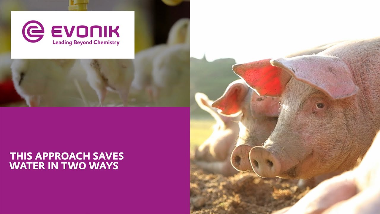 Saving Water - with amino acids and feed solutions from Evonik | Evonik ...