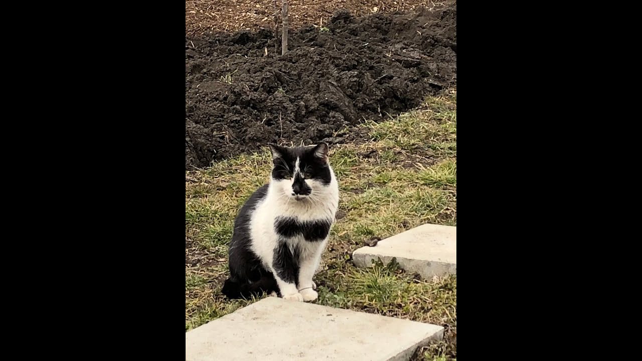 Two males Cats arguing with each other - YouTube