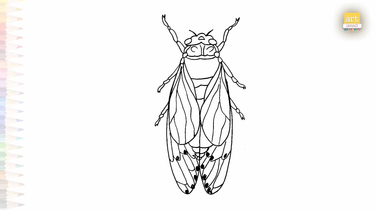 Cicada drawings easy | Insect drawing tutorial | How to draw A Cicada ...
