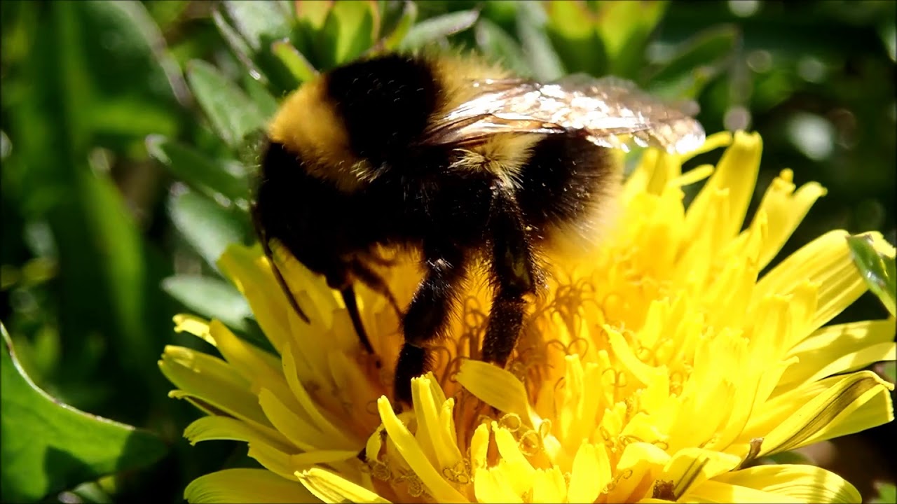 Tuinhommel/Garden bumblebee (Bombus hortorum) - YouTube