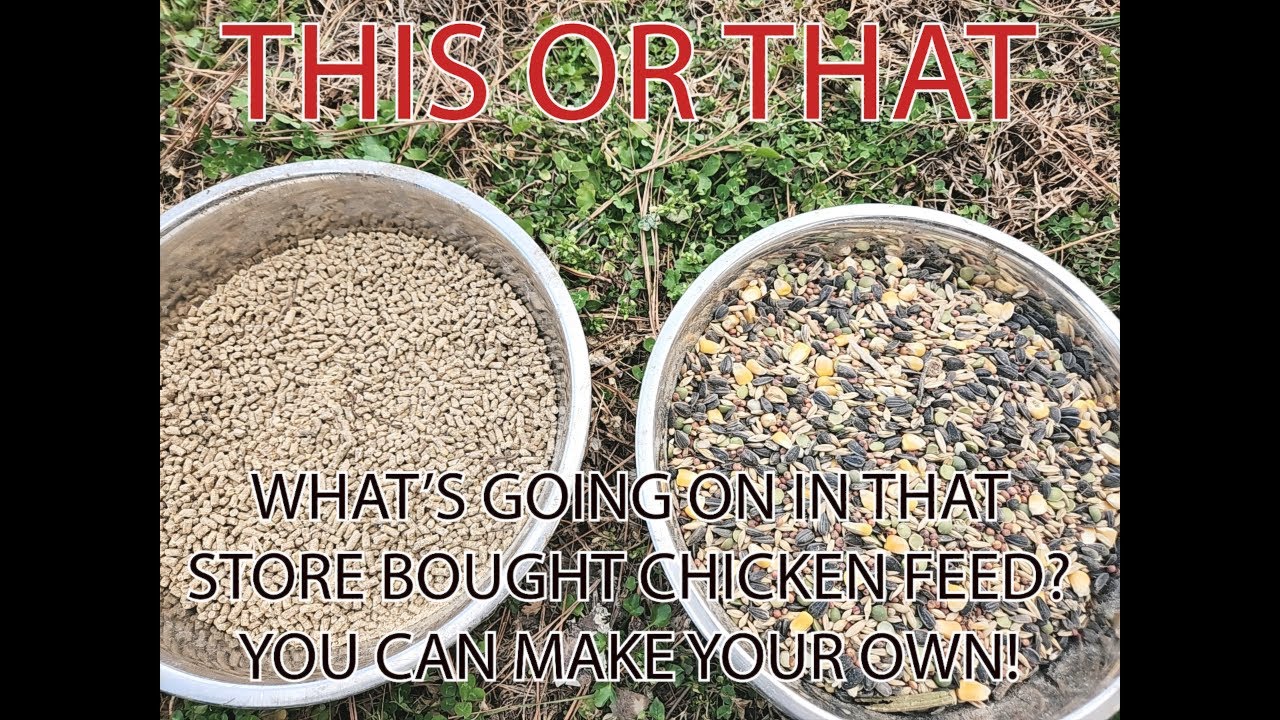 Quick & Easy DIY Chicken Feed for Backyard Chickens - YouTube
