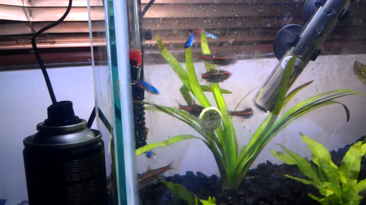 Neon tetra and glowlight tetras feeding on a stick on tablet - YouTube