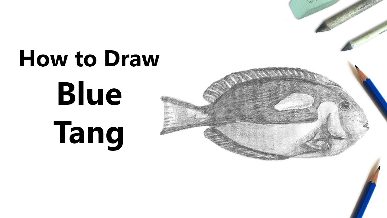 How to Draw a Blue Tang with Pencils [Time Lapse] - YouTube