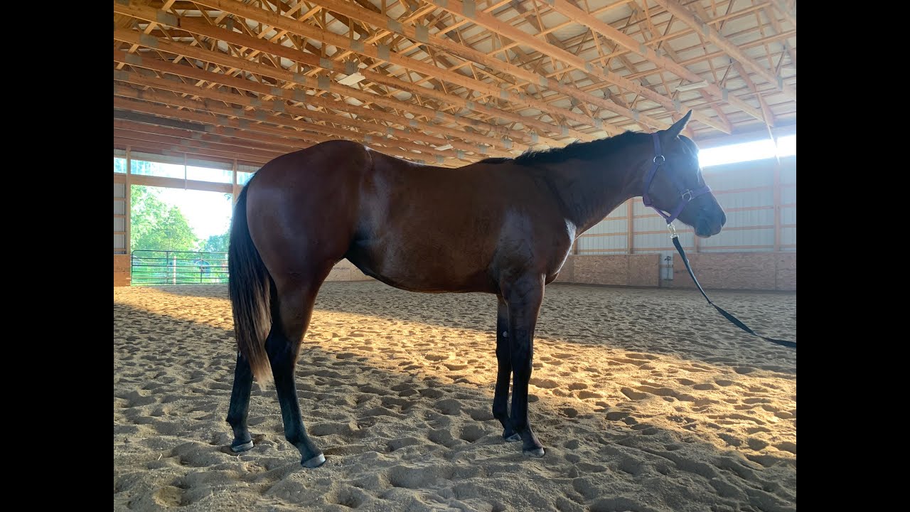 Invitation to Fiesta AQHA Yearling Filly - YouTube