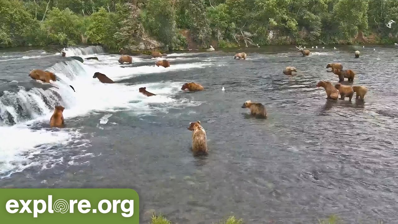 38 Bears In One Night! | Best of Bear Cam - YouTube