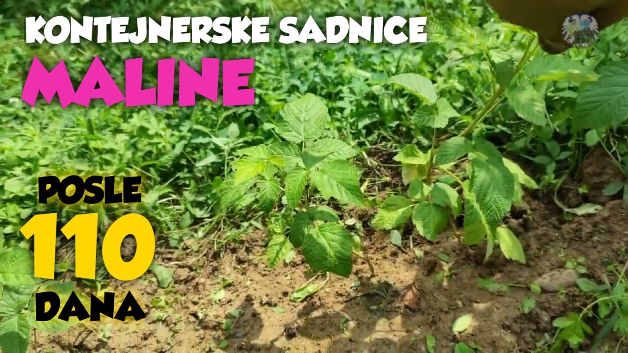 Kontejnerske sadnice maline nakon 110 dana od sadnje u malinjaku - YouTube