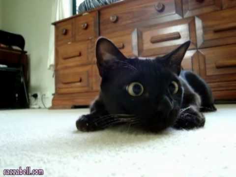 CRAZY KITTY CAT - Loves to Play! - YouTube