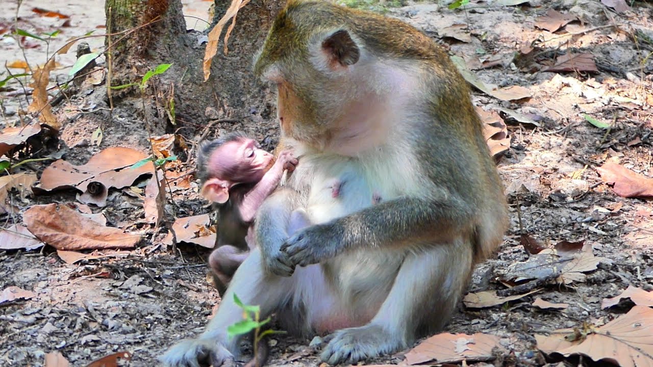 MONKEY Anna And Her Daughter Amelia #monkeyjenifer65 #nature #shorts ...