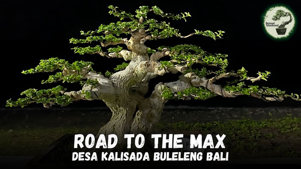 ROAD TO THE MAX DESA KALISADA BULELENG BALI - YouTube