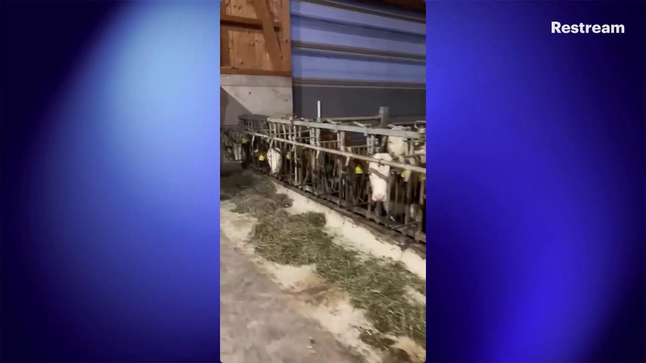 Visited German Cows - YouTube