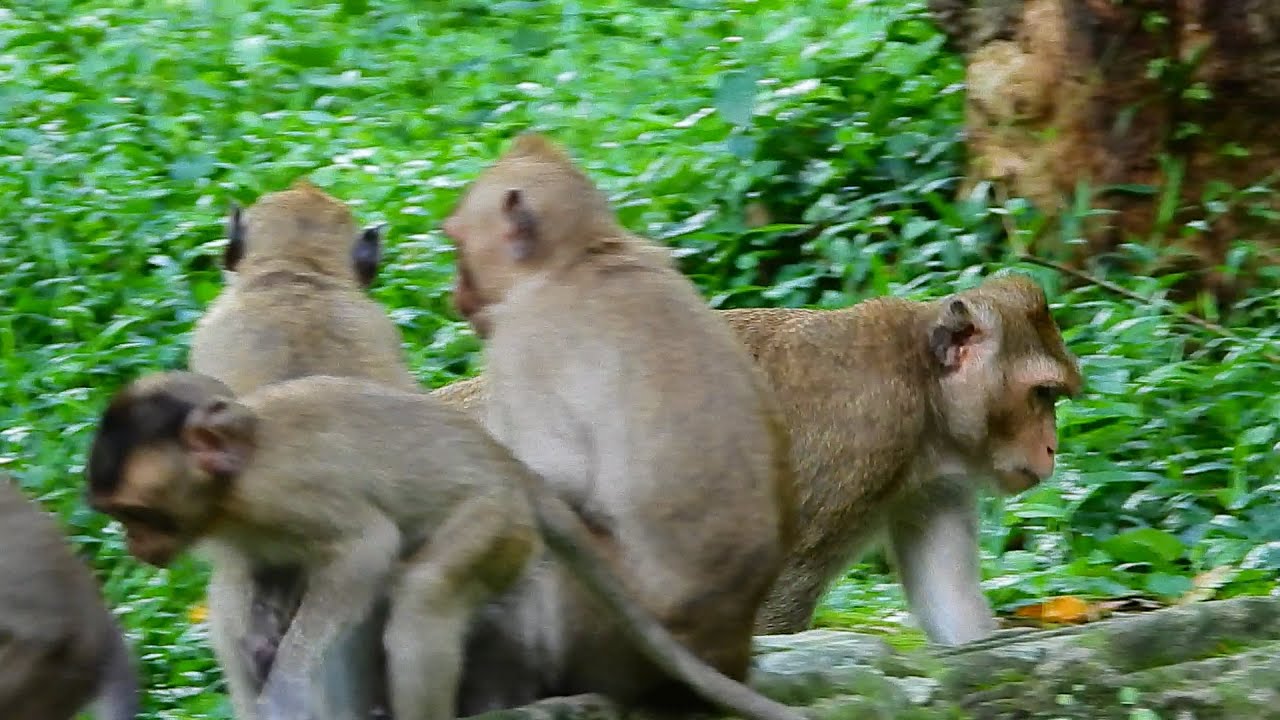 King Mak & Aesop go foraging. April and her girls follow them a short ...