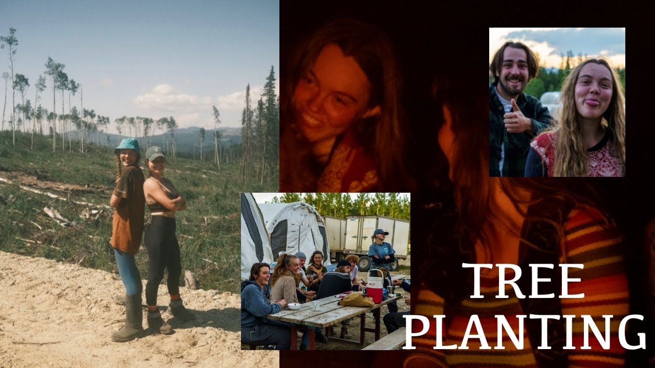 BC tree planting field notes - YouTube