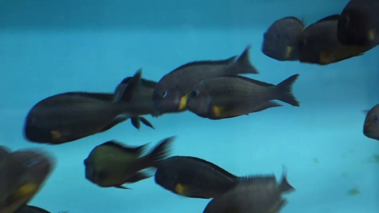 Tropheus brichardi Isonga WF - YouTube