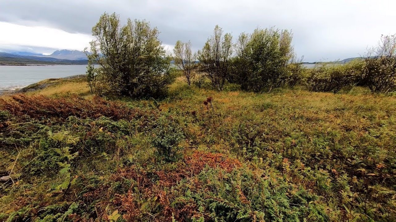 Relaxing sound of wind blowing in the trees on a cloudy day - YouTube