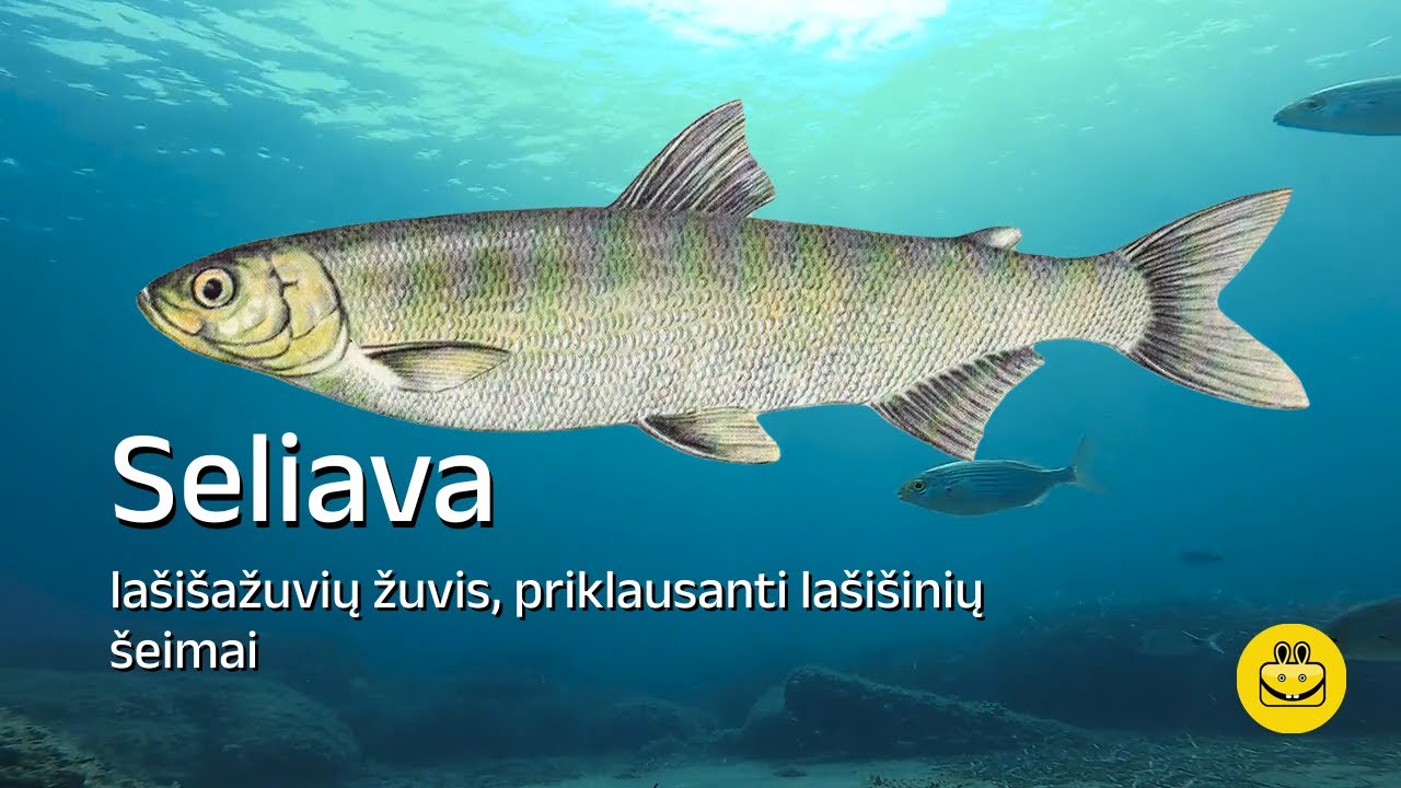 Seliava - YouTube