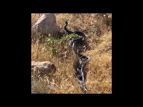 black snakes mating The most dangerous snakes in the world