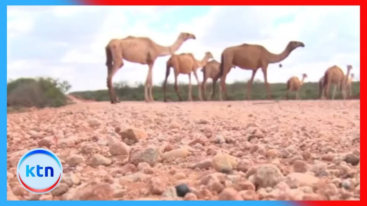 Mandera drought worsens as county enters alarm phase - YouTube