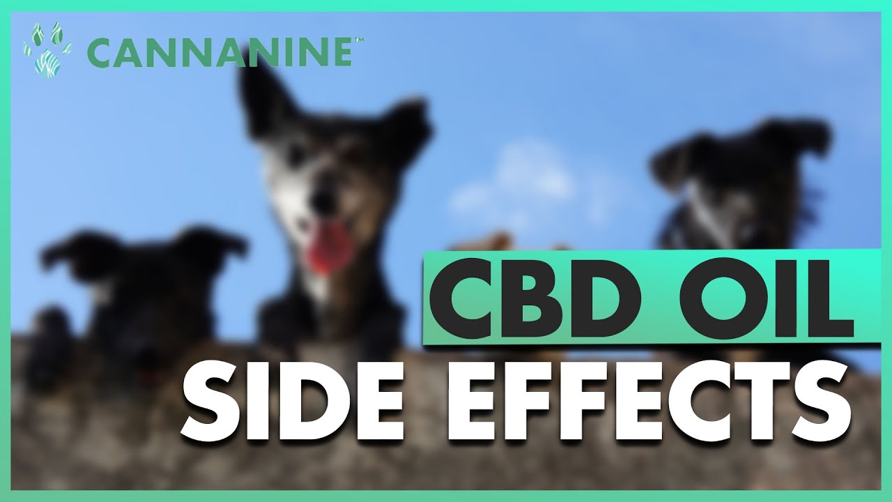 What Are The Side Effects Of CBD Oil In Dogs? - YouTube