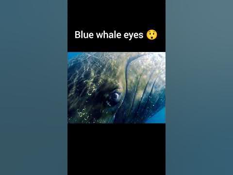 Blue whale eyes #shorts - YouTube