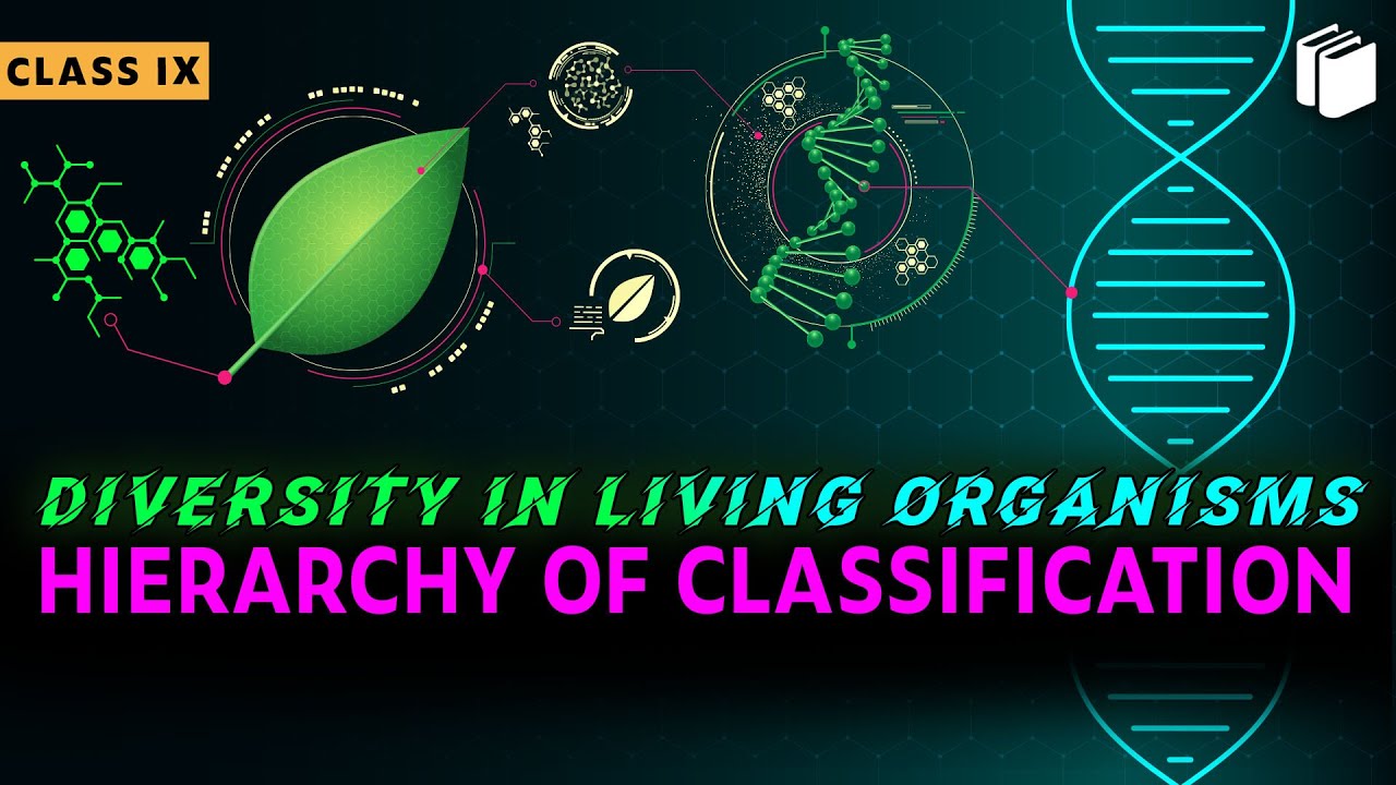 Hierarchy of Classification | Chapter 7 | Class 9 | PuStack - YouTube