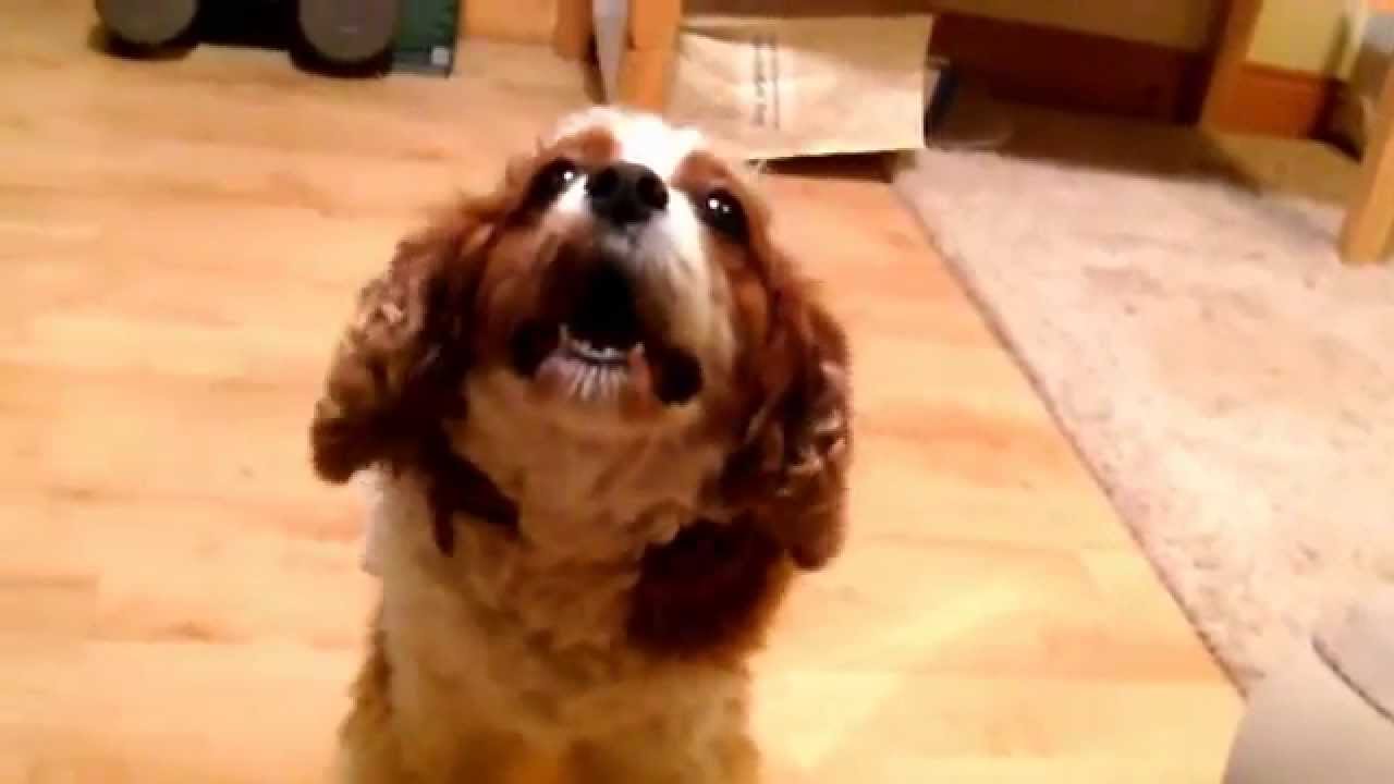 The Ginger Monster - YouTube