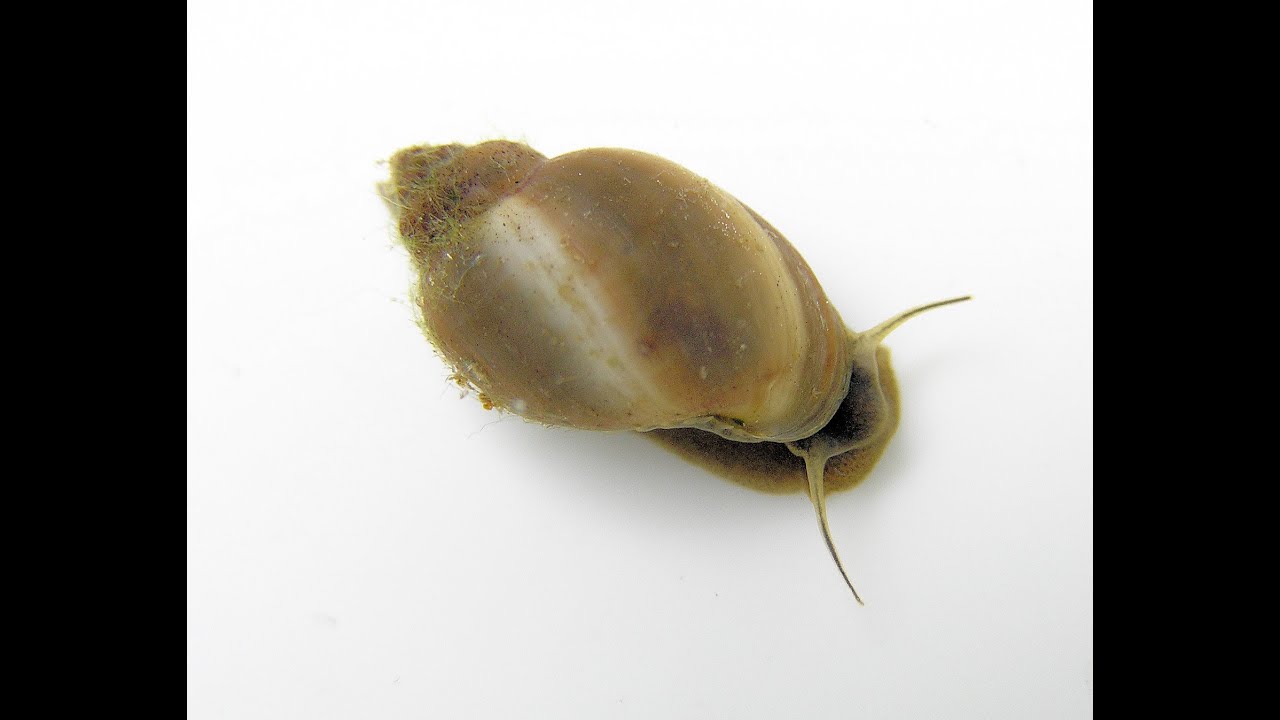 Physella heterostropha (Say, 1817) Pewter Physa Snail - YouTube