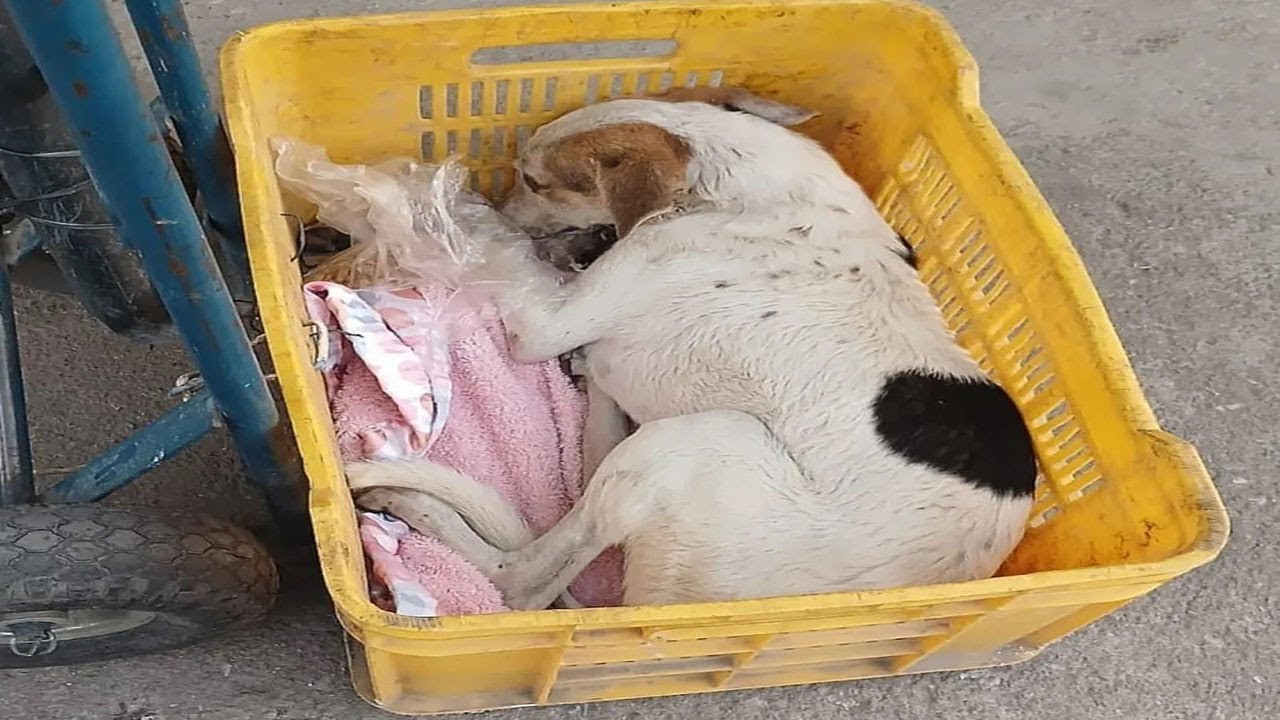The poor dog was saved after 2 nights in the cold rain, his life was ...