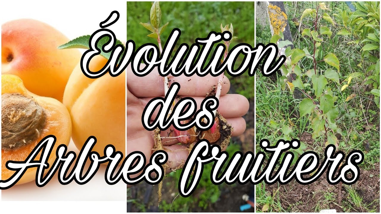 ÉVOLUTION DES ARBRES FRUITIERS - YouTube