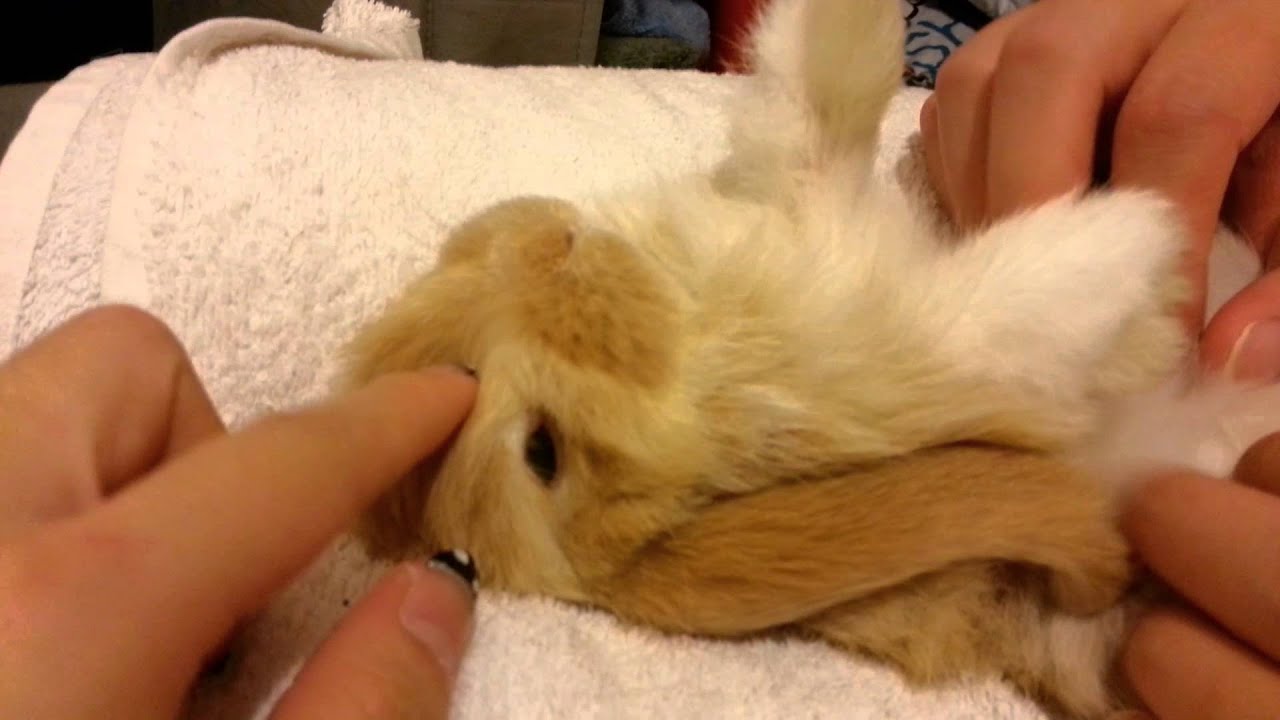 Baby rabbit playing dead~ 兔兔裝死... - YouTube