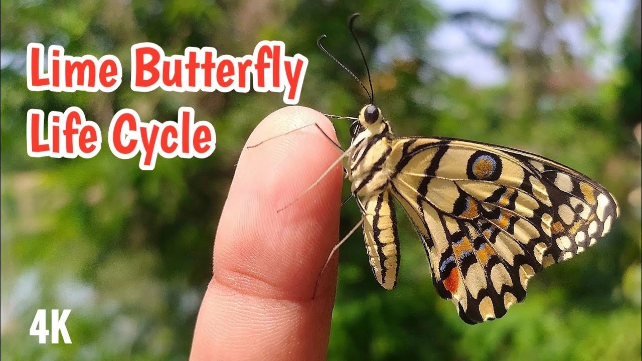 Lime Butterfly Life Cycle In 4k Papilio Demoleus YouTube lime-butterfly-life-cycle-in-4k-papilio-demoleus-youtube