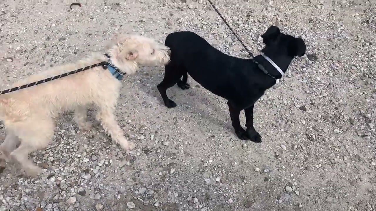 Tempt Test for A1793813 Darla & A1793584 Rhy - YouTube