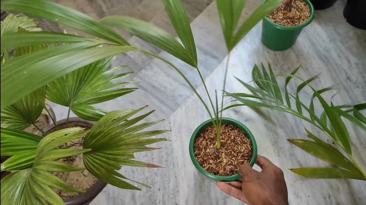 Propagation Division Of ARECA PALM YouTube propagation-division-of-areca-palm-youtube