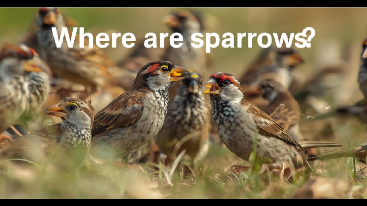 Where Did All The Sparrows Go? And How We Bring Them Back - YouTube