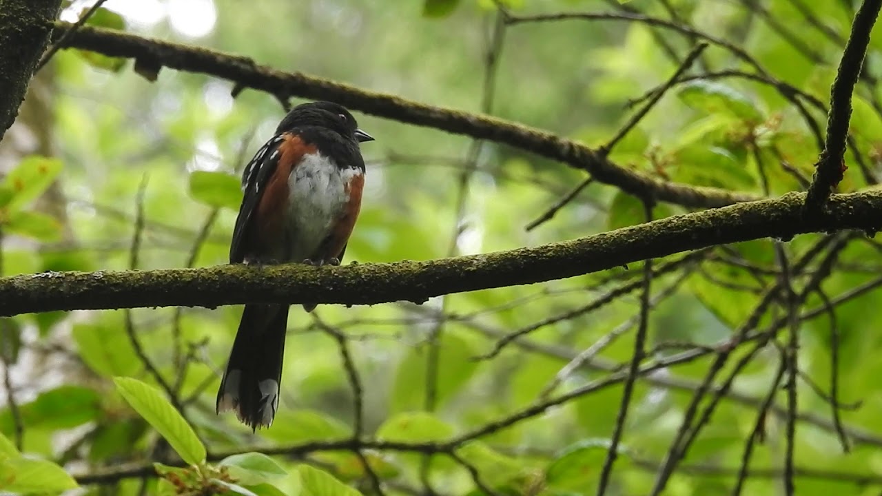 Spotted Towhee singing - YouTube