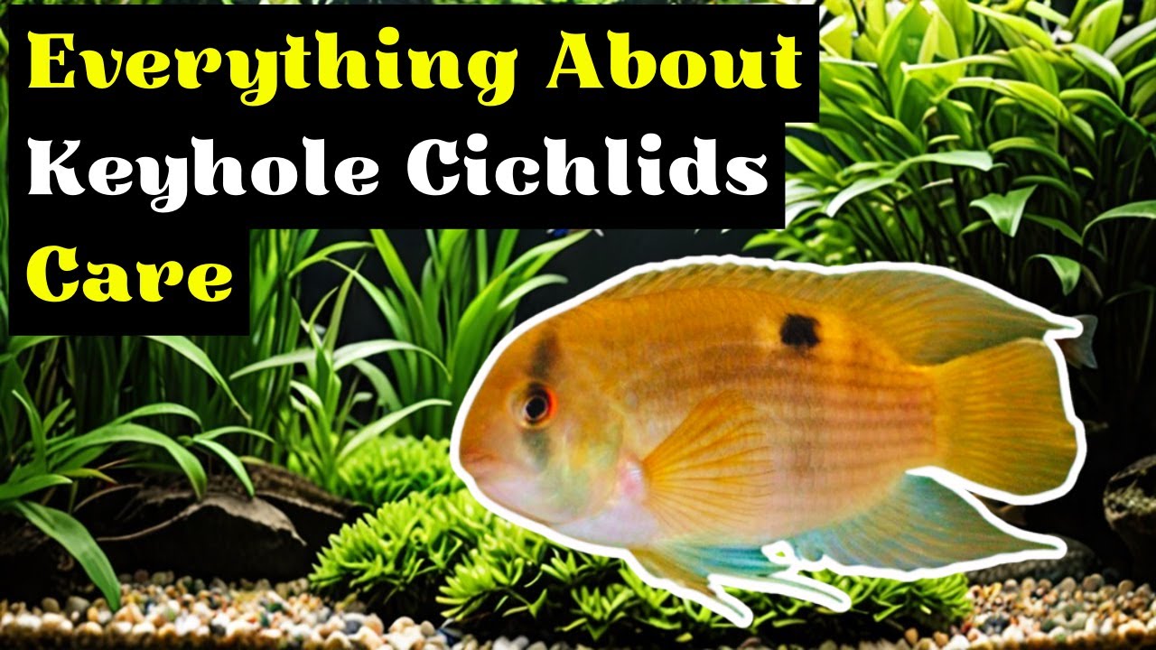 Keyhole Cichlid Care Guide And Species Profile (Peacefull Cichlid for ...