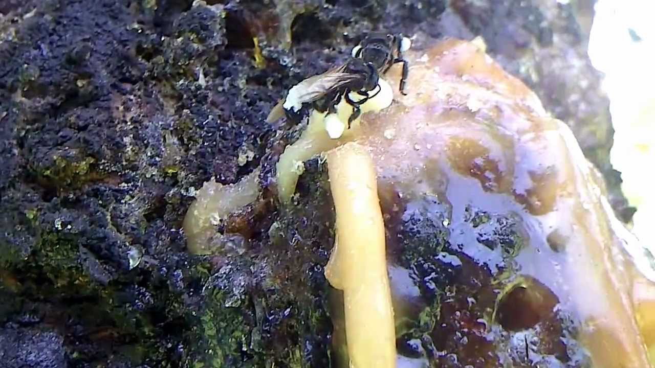 Abelha Arapuá - YouTube