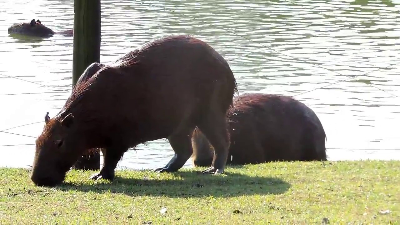 Capivara (nome científico: Hydrochoerus hydrochaeris) - YouTube