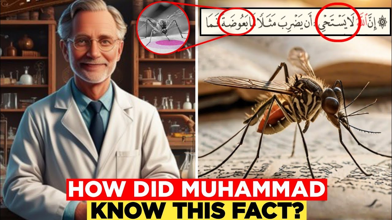 THE MIRACLE OF MOSQUITOES IN THE QURAN (WHAT DOES SCIENCE SAY ...