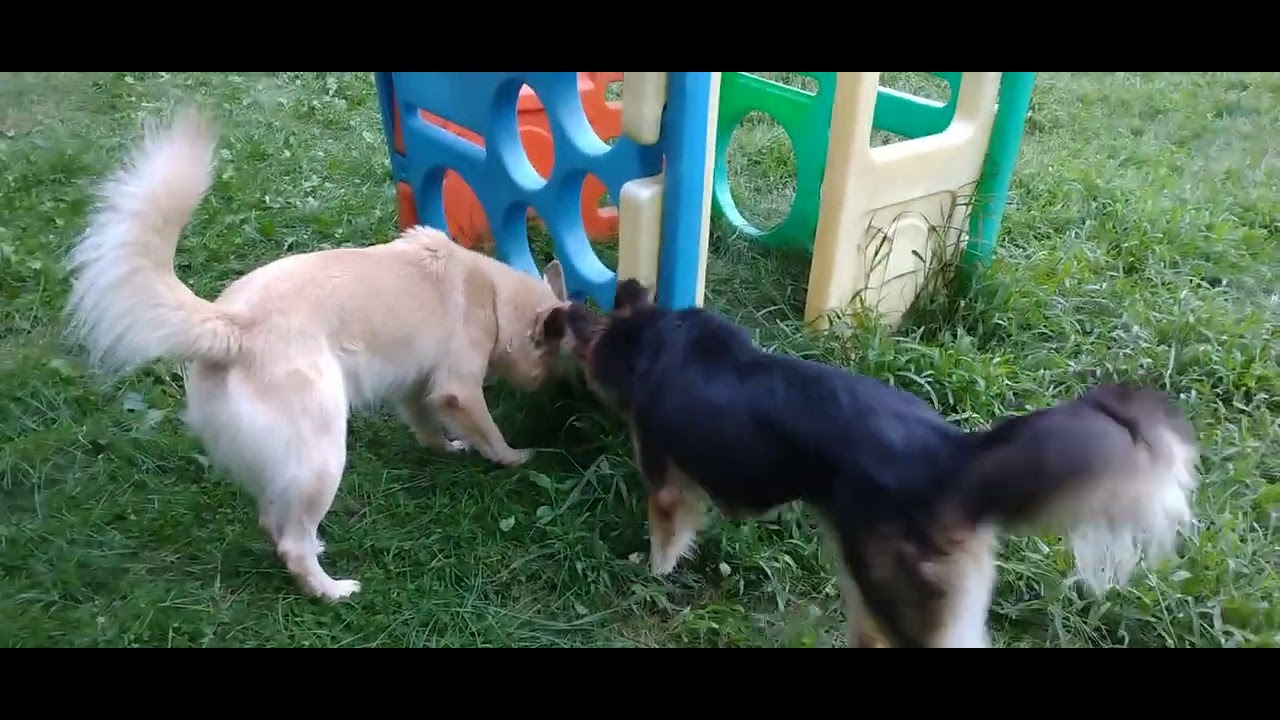 GaDaH - Love Birds MACK & MILLIE get to play out in the play area early ...