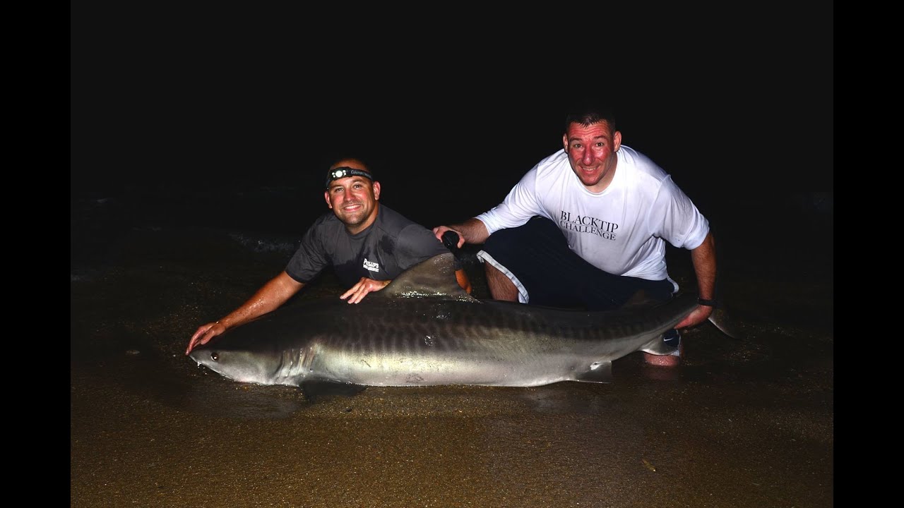 TIGER SHARK 9 FOOT WILMINGTON NC JUN 2015 - YouTube