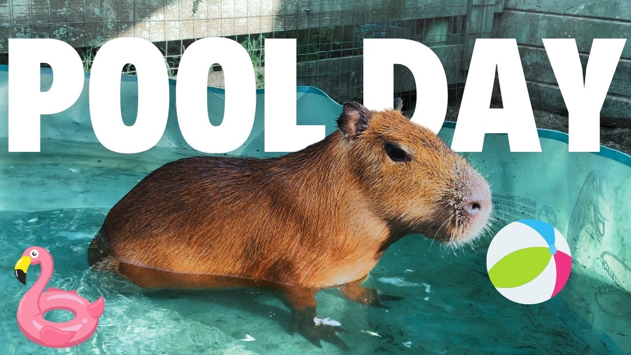 Pumpkin's First Swim In Her Bigger Pool! - YouTube