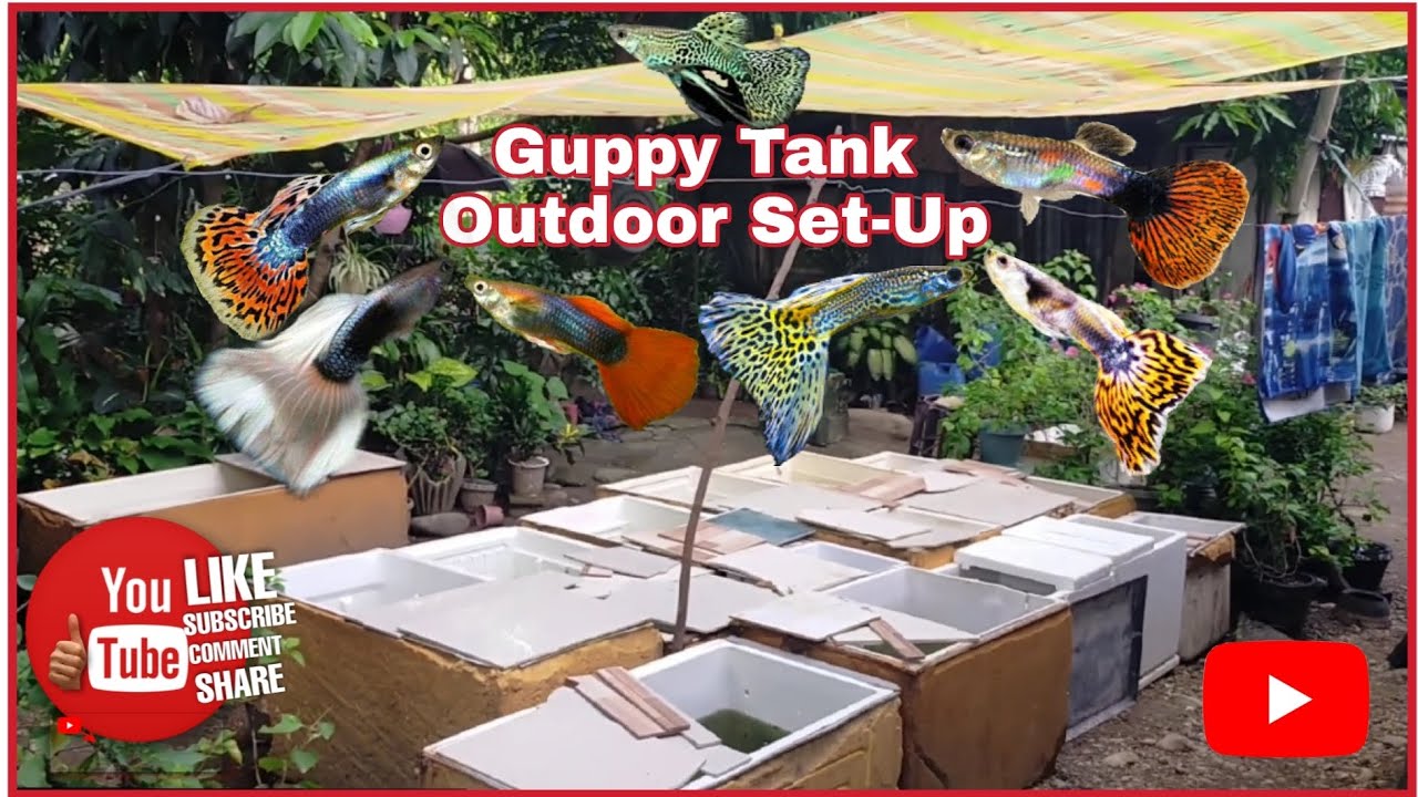 Backyard Guppy Farming || DIY Guppy Tanks Outdoor Set-Up - YouTube